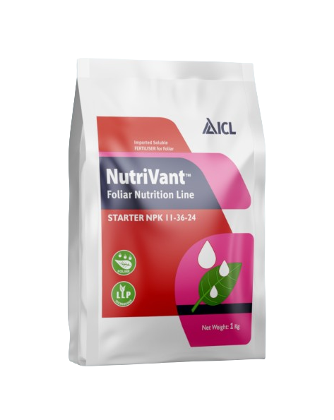 Nutrivant Starter NPK 11-36-24 by ICL– High Phosphorus Foliar ...