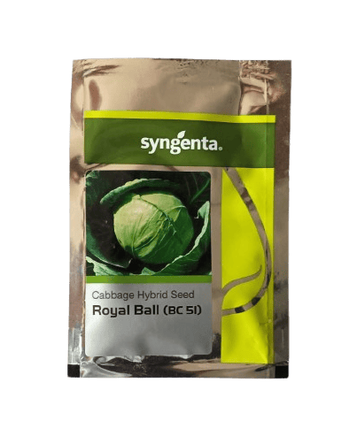 Syngenta Cabbage Royal Ball (BC 51) Seeds - 2000 Nos | Premium Cabbage ...
