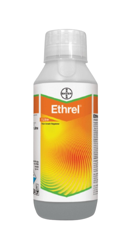 Ethrel by Bayer - Plant Growth Regulator for Uniform Ripening and ...