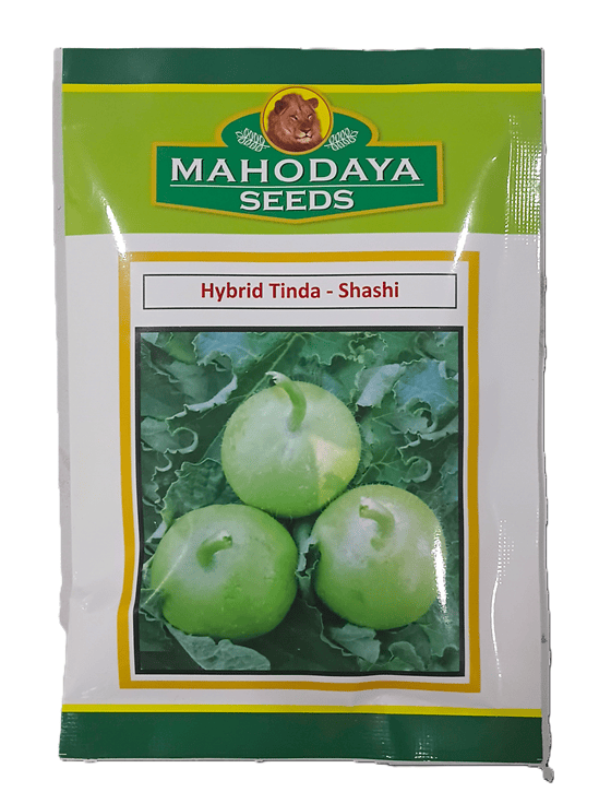 Hybrid Tinda Seeds - Shashi | High-Yield & Disease Resistant